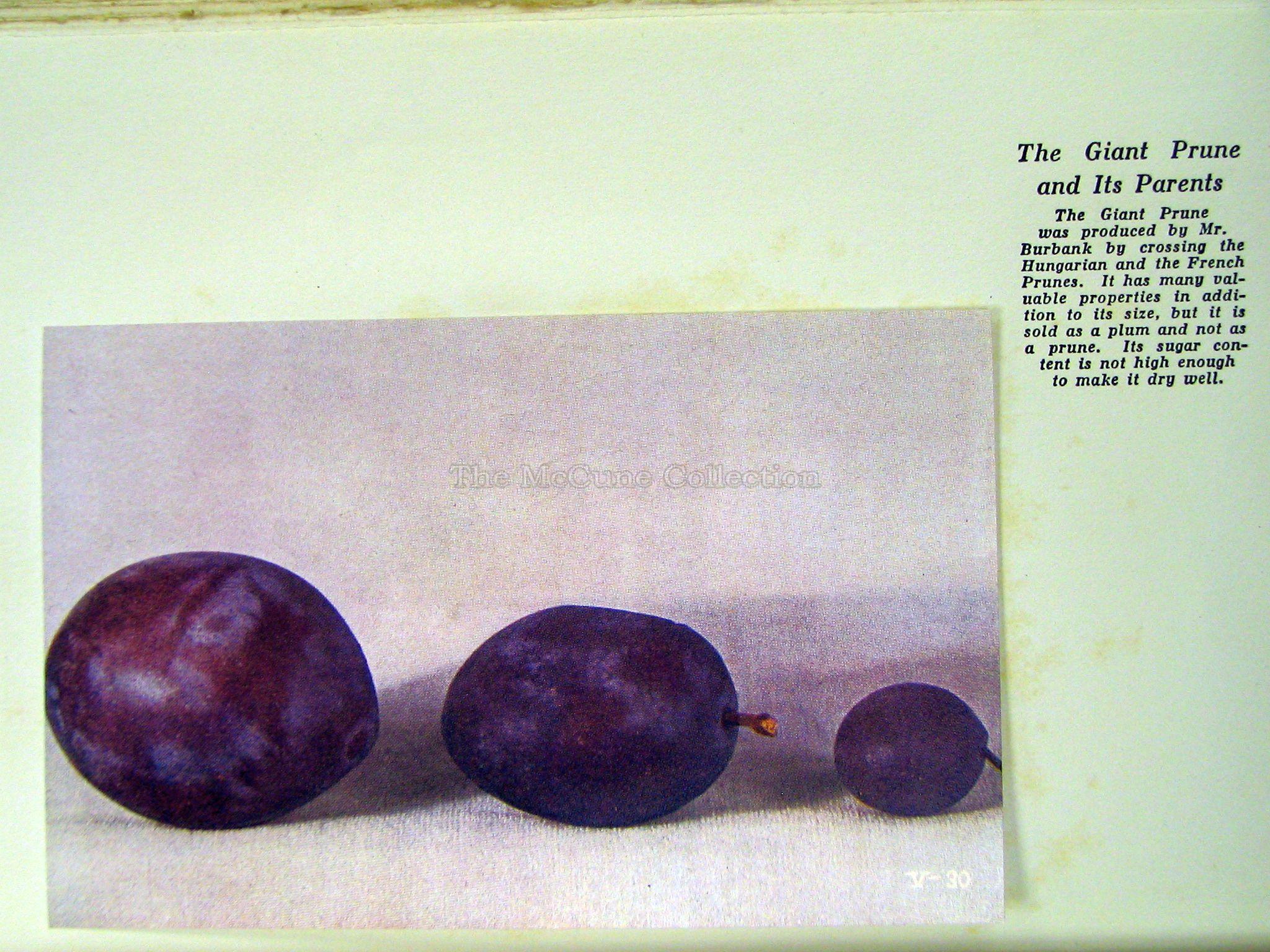 Luther Burbank. His Methods and Discoveries. Vol. V. • The McCune ...